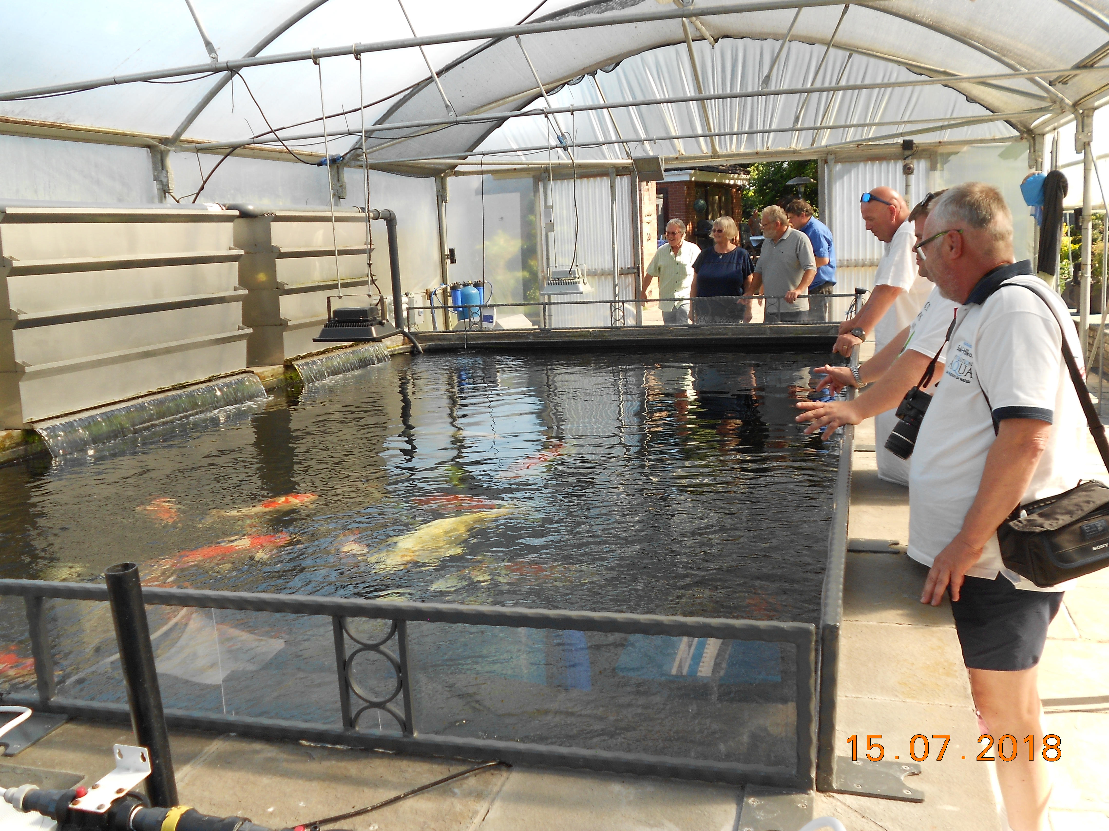 Gallery - South Hants Koi Club